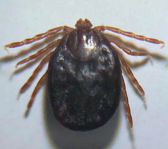 Protect yourself during prime tick season | The Interior Journal