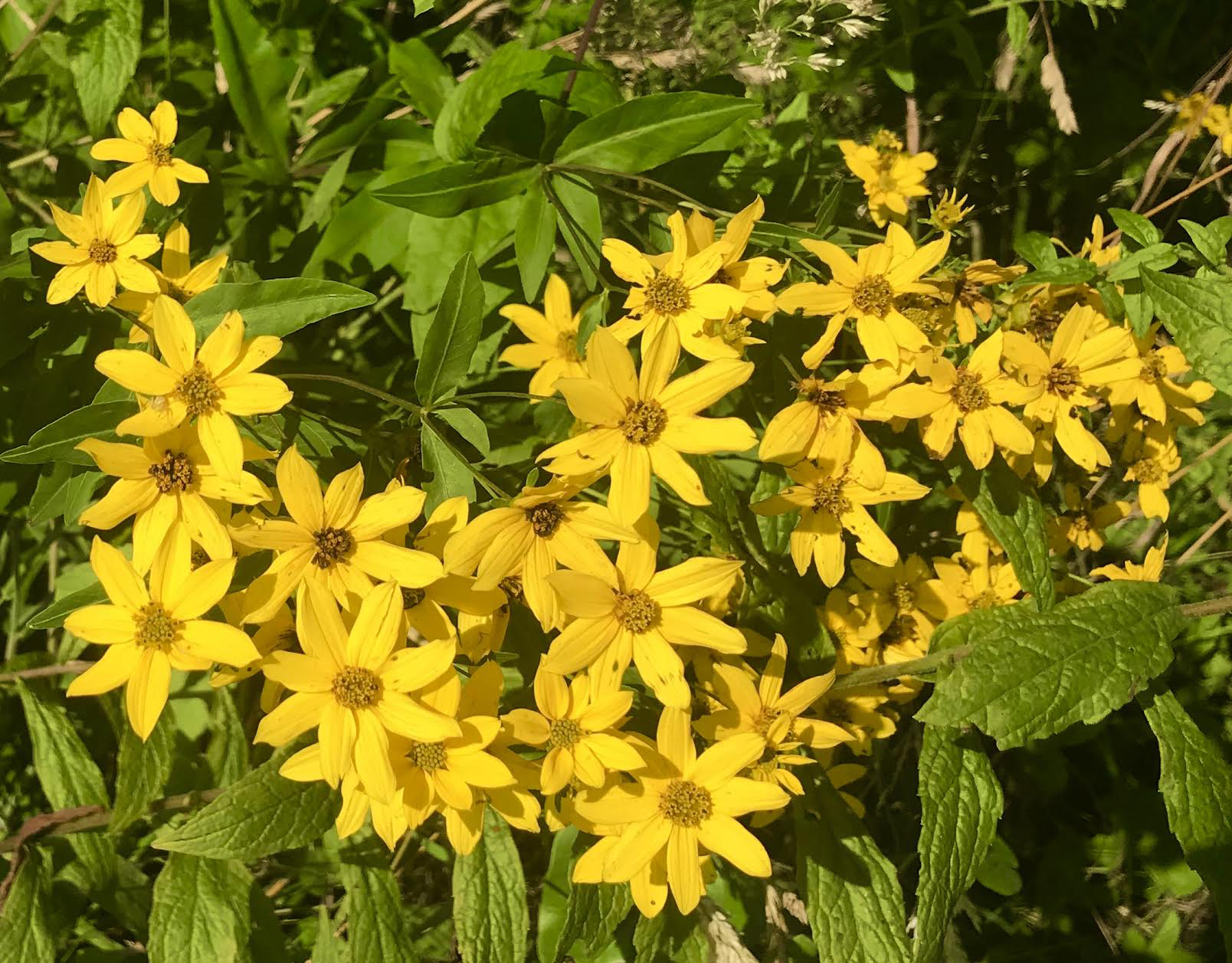 Fall Asters provide late-season color - The Interior Journal | The ...