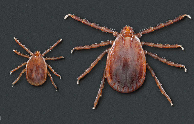 Another case of tick-borne cattle disease detected in Kentucky; Asian ...