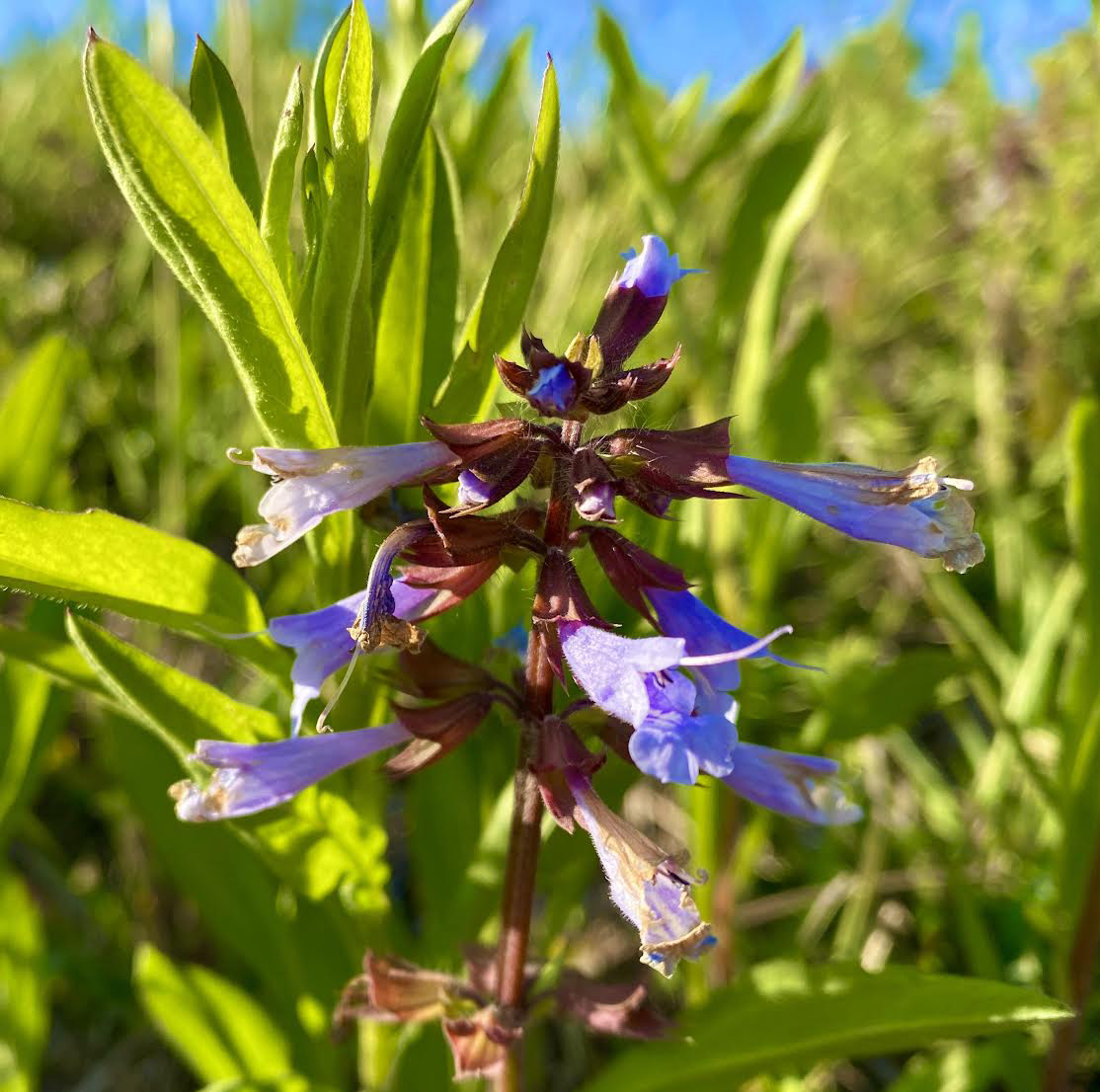 Lyreleaf sage — blue in the grass | The Interior Journal