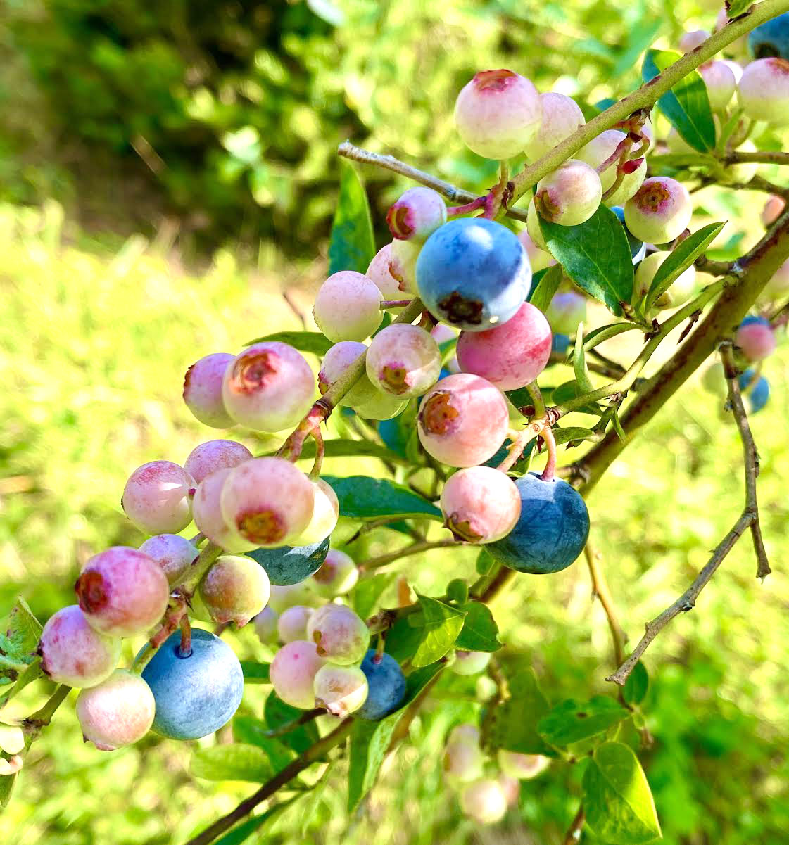How fruits use color to propagate their species | The Interior Journal
