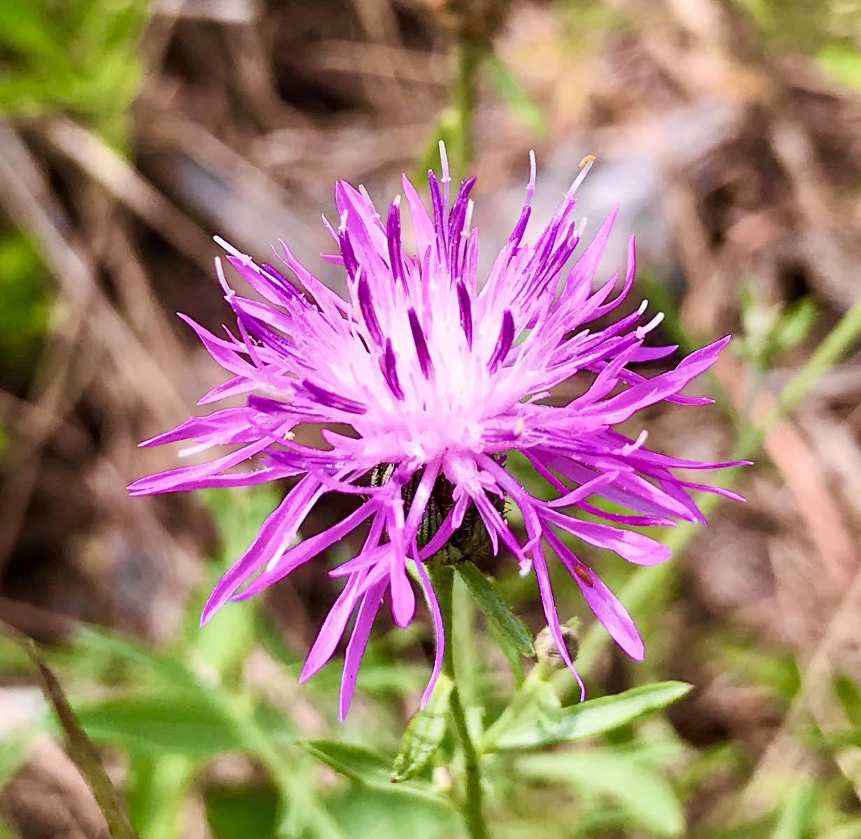 Most thistle species are a nuisance | The Interior Journal