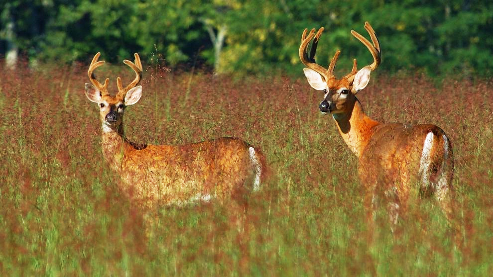 Hunters harvested 95,000-plus deer | The Interior Journal