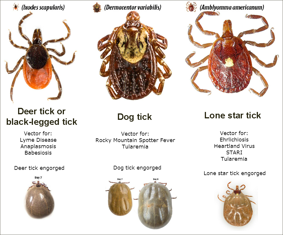 Warmer weather means ticks are active and looking to suck your blood ...